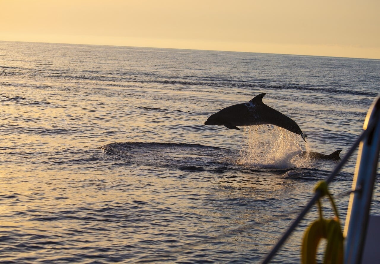 Alcudia: Dolphin Watching Trip at Sea from 54€